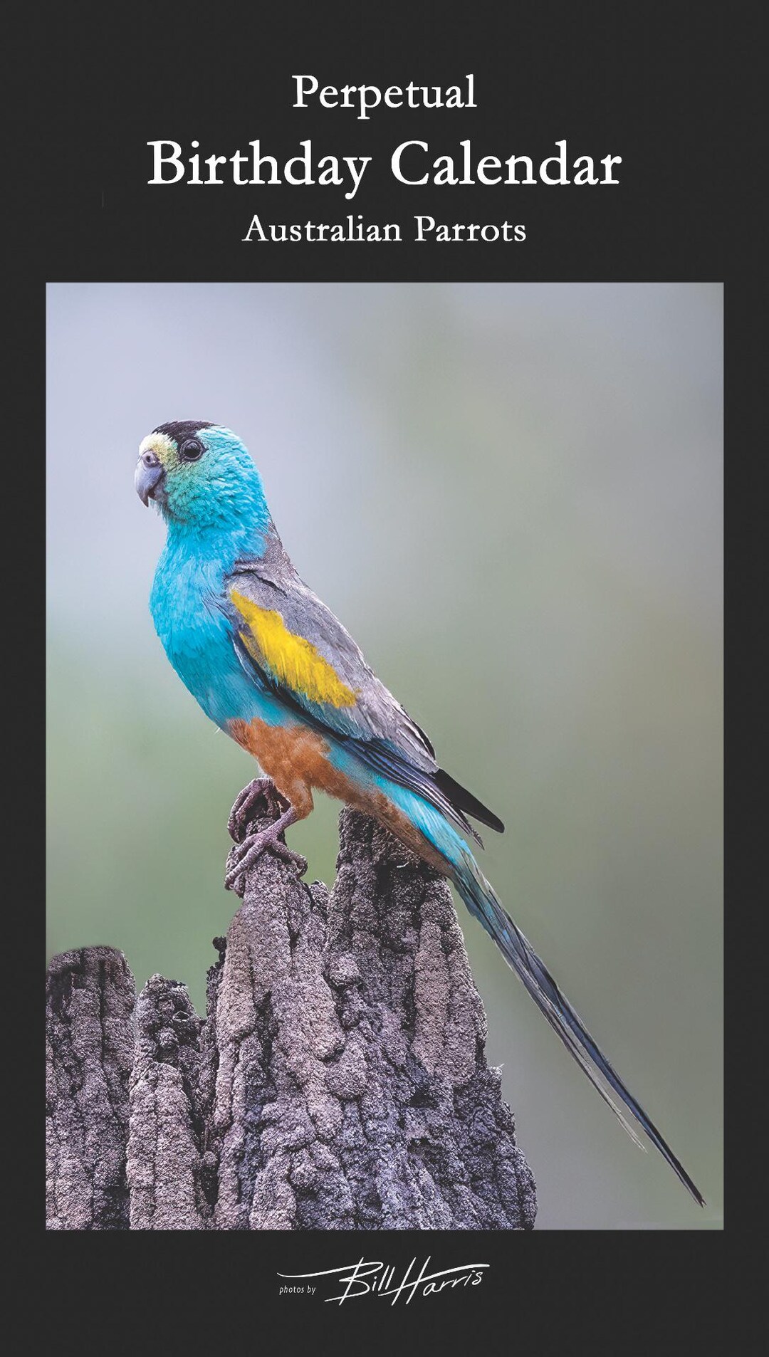 Perpetual Birthday Calendar - Australian Parrots - Etsy Australia