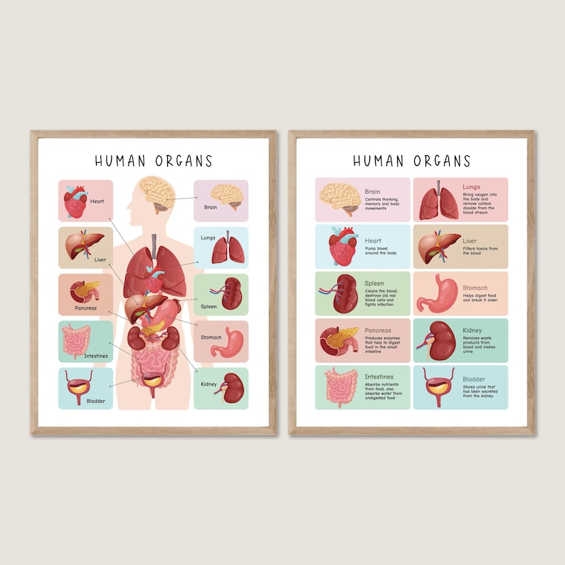 Human Body Poster, Health Education Prints, Anatomy Poster, Organs ...