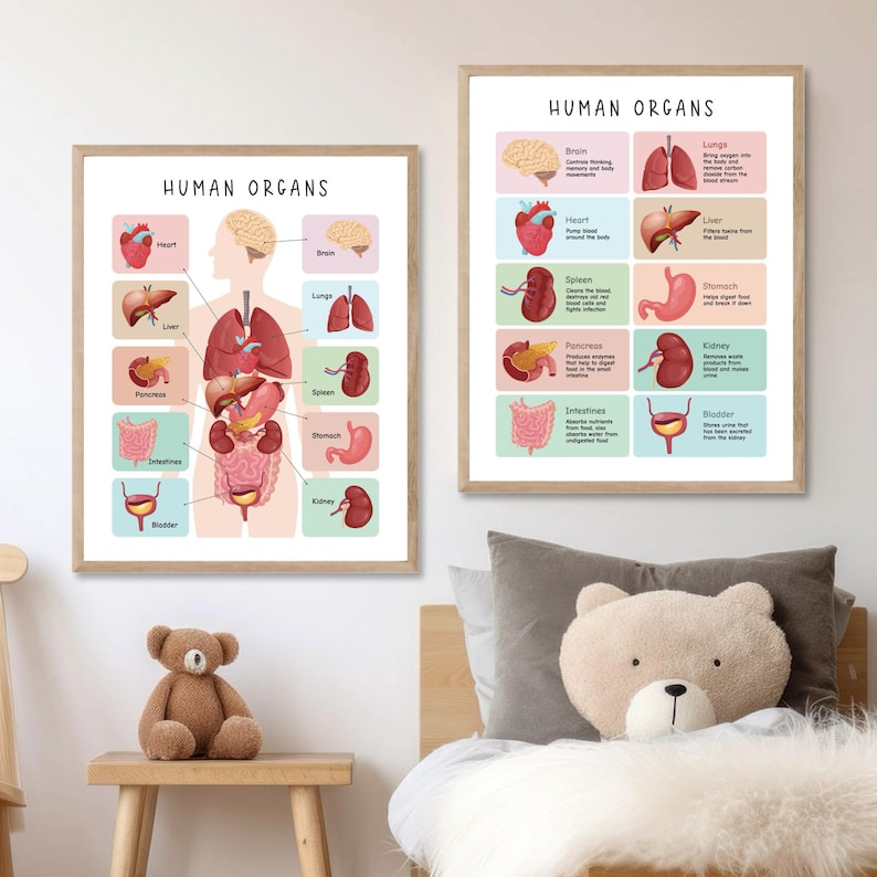 Human Body Poster, Health Education Prints, Anatomy Poster, Organs ...
