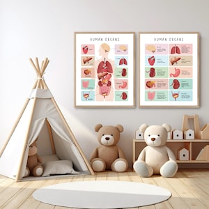 Human Body Poster, Health Education Prints, Anatomy Poster, Organs ...