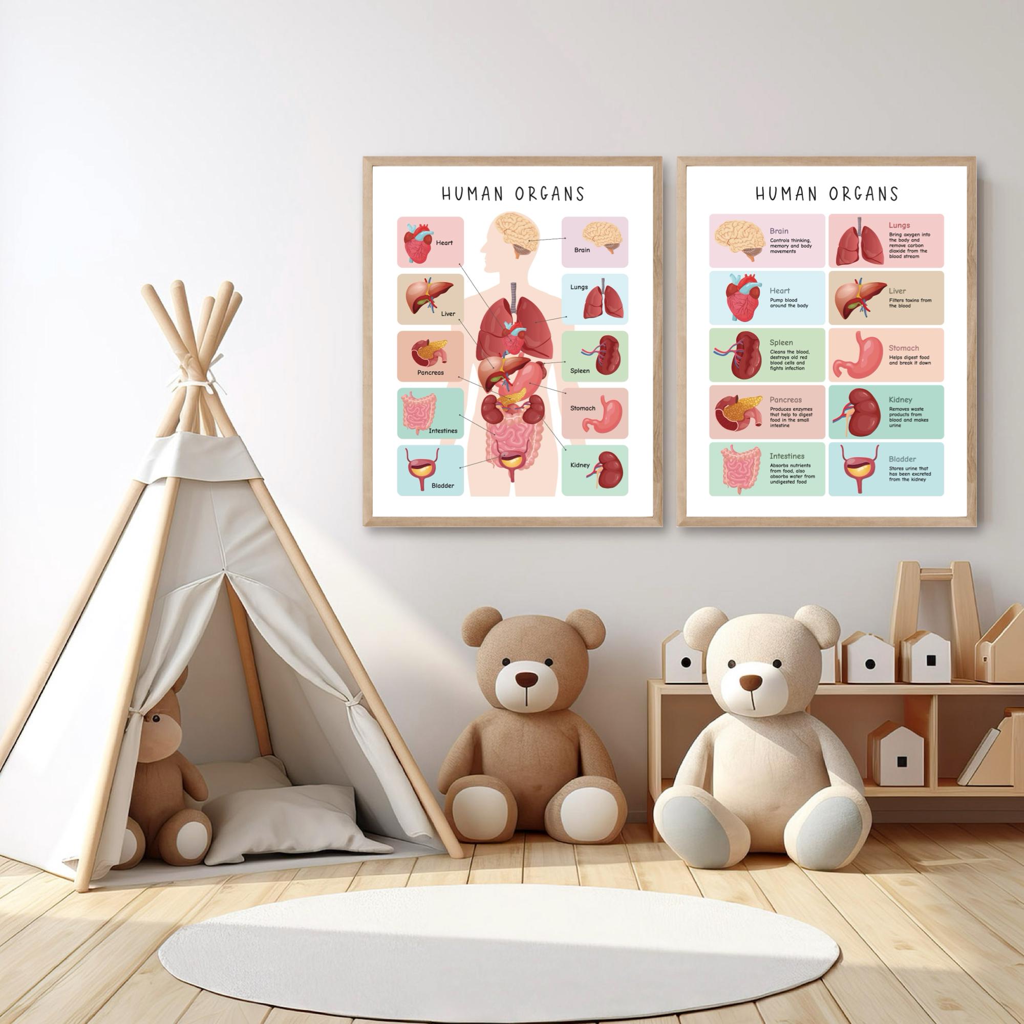 Human Body Poster, Health Education Prints, Anatomy Poster, Organs ...