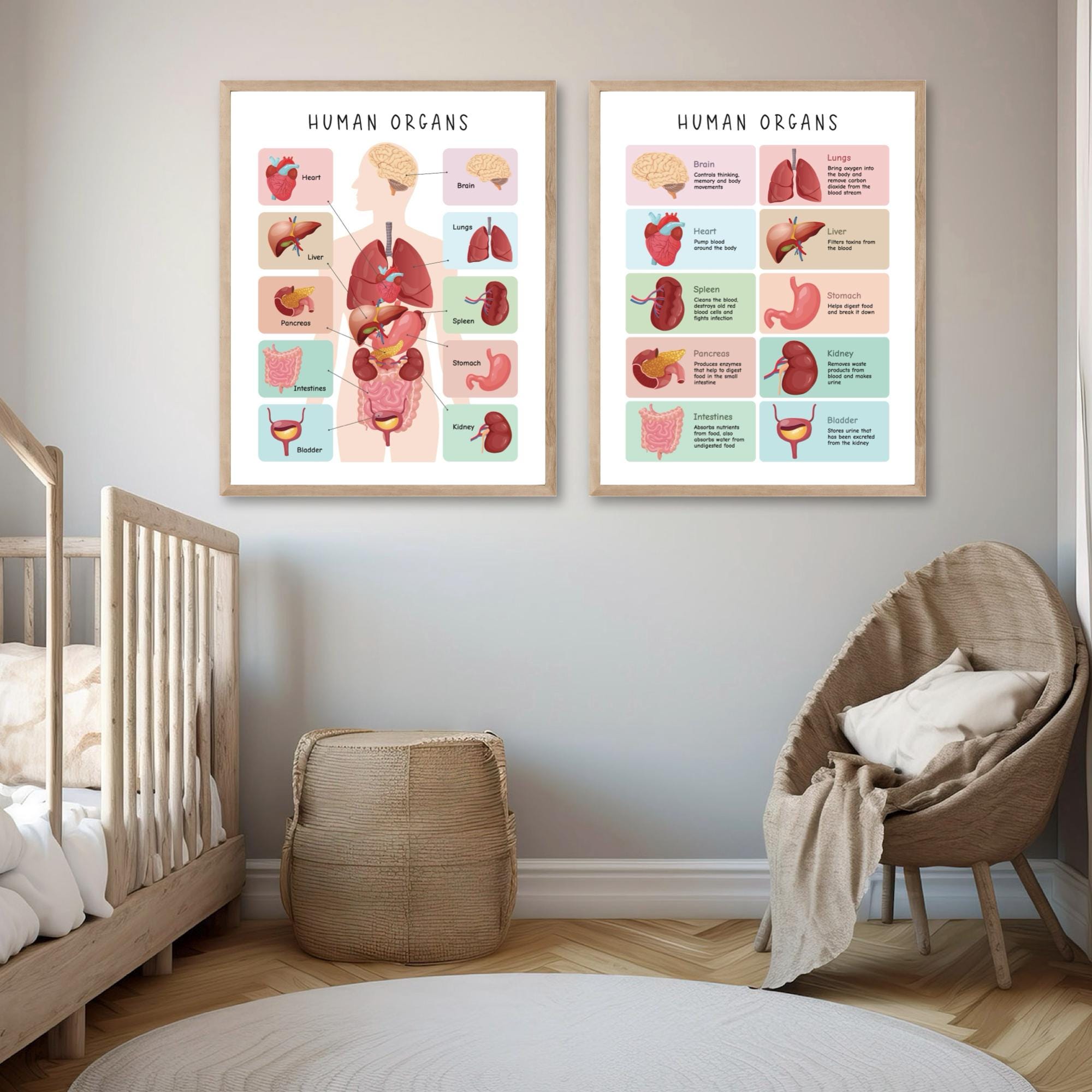 Human Body Poster, Health Education Prints, Anatomy Poster, Organs ...