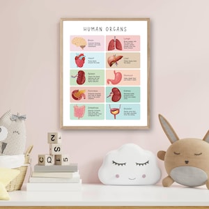 Human Body Poster, Health Education Prints, Anatomy Poster, Organs ...