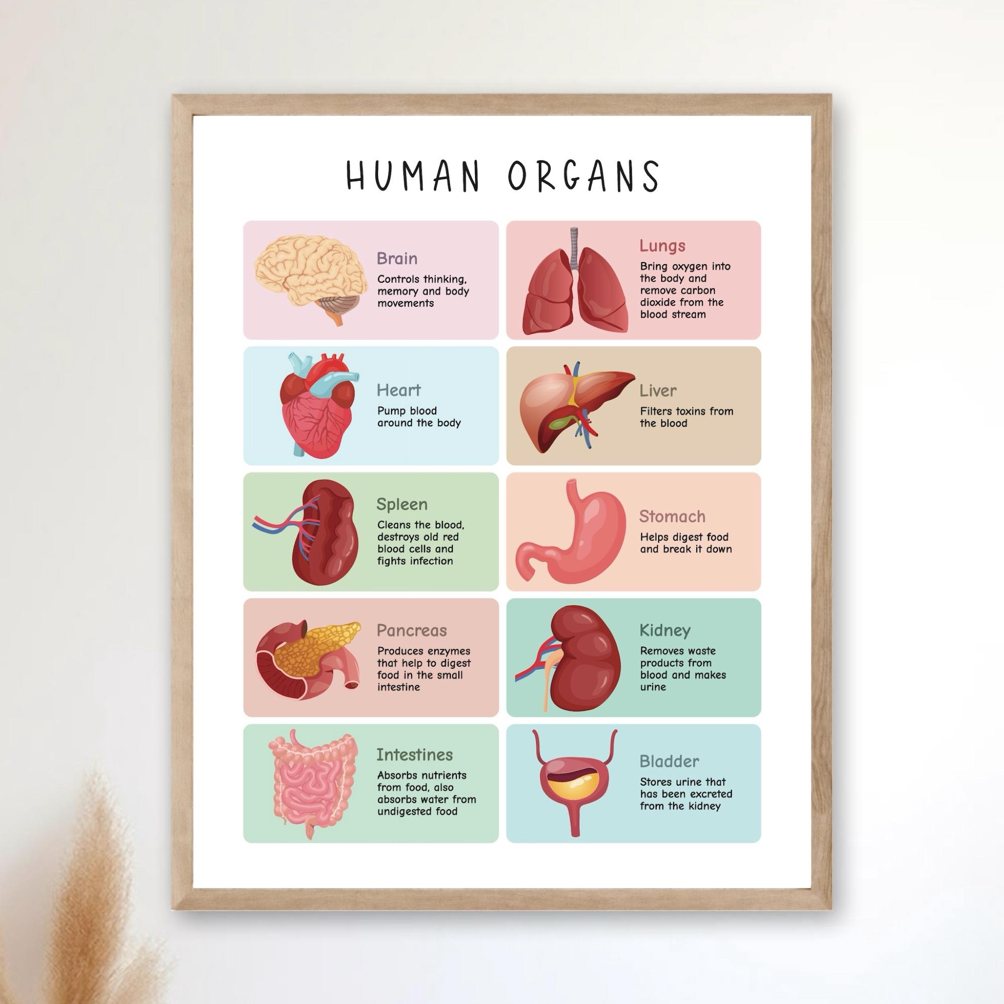 Human Body Poster, Health Education Prints, Anatomy Poster, Organs ...