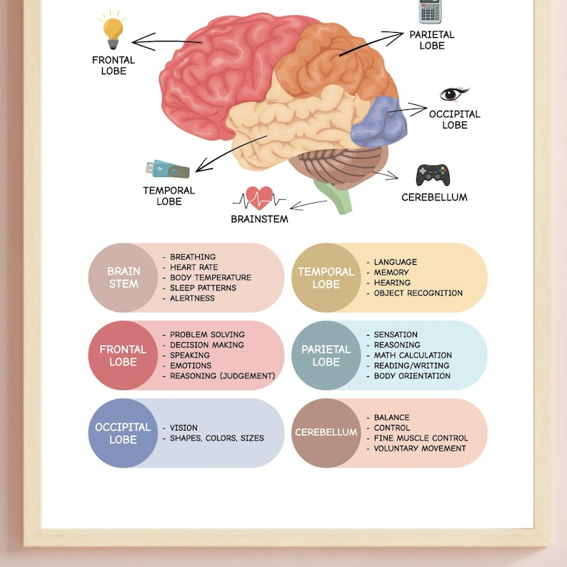 Brain Poster, Brain Anatomy & Psychology, Human Brain Anatomy, Mind ...