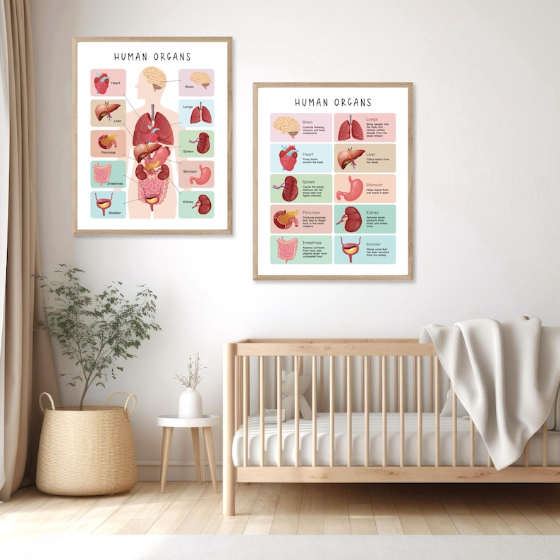 Human Body Poster, Health Education Prints, Anatomy Poster, Organs ...