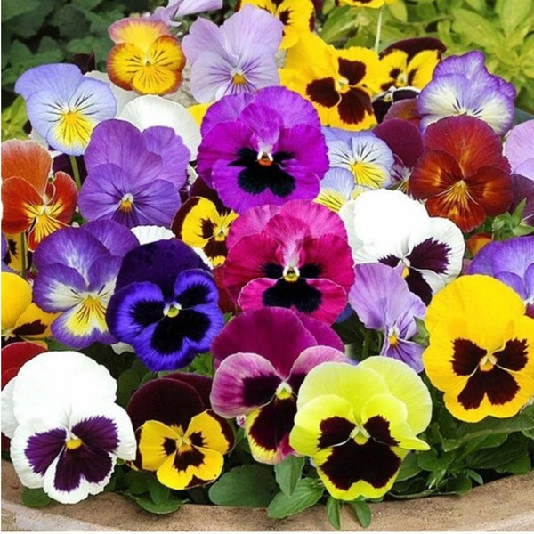 Pansy Pansies - Etsy