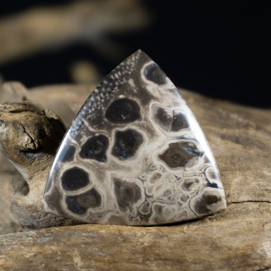 Hand-cut Fossil Palm Root Cabochons Striking Patterns & Colors Ideal ...