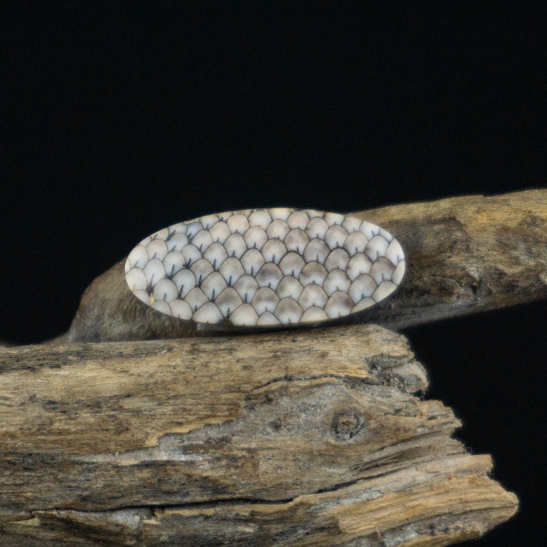 High Grade Snake Skin Stone Wrasse Fossil Rare Specimen Ring Size ...