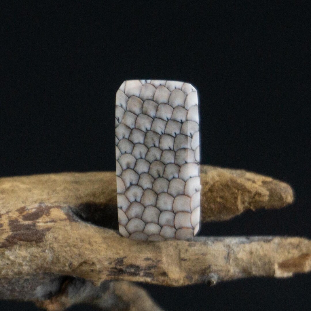 Uncommon Snake Skin Stone Cabochon - Fossil Wrasse Fish Teeth - Rare ...