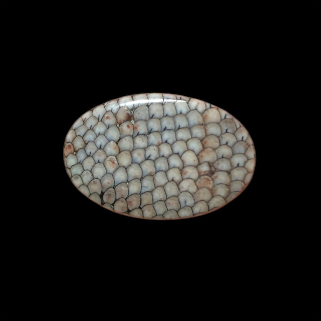 Gorgeous Wrasse Fish Teeth Fossil - Snake Skin Stone - Small - High ...