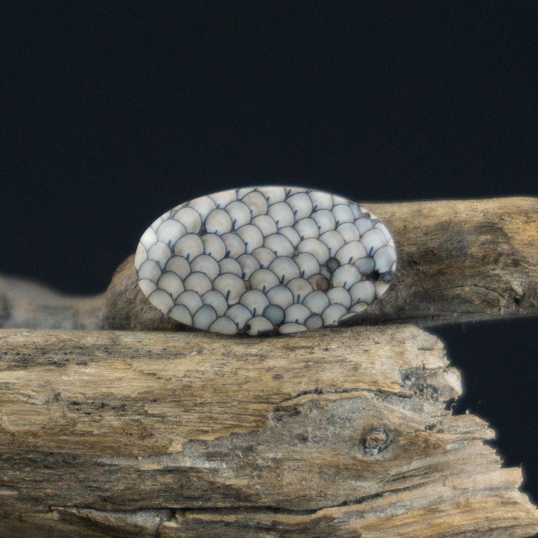 Snake Skin Stone Wrasse Fossil Rare Specimen Ring Size / - Etsy