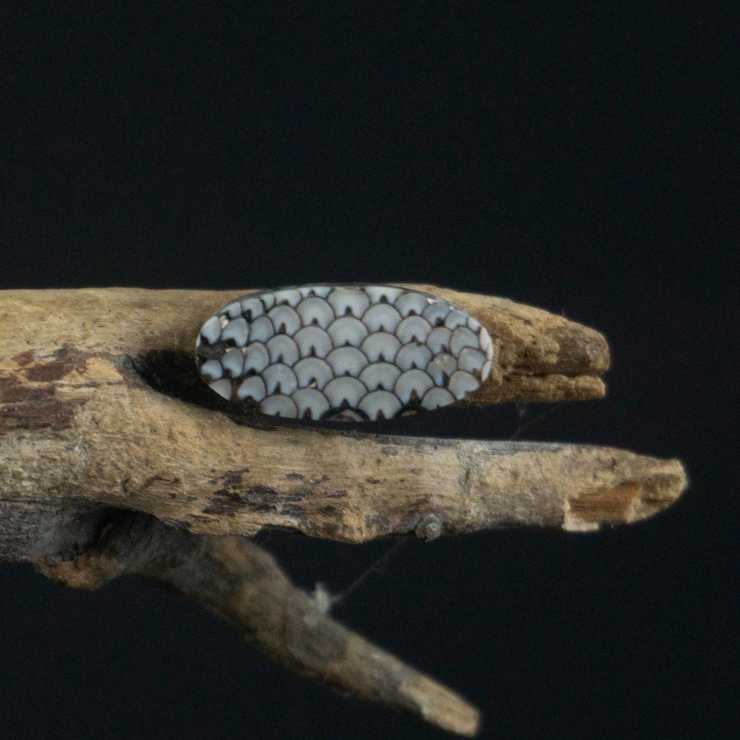 Snake Skin Stone - Wrasse Fossil - Rare Specimen - Ring Size / Small ...