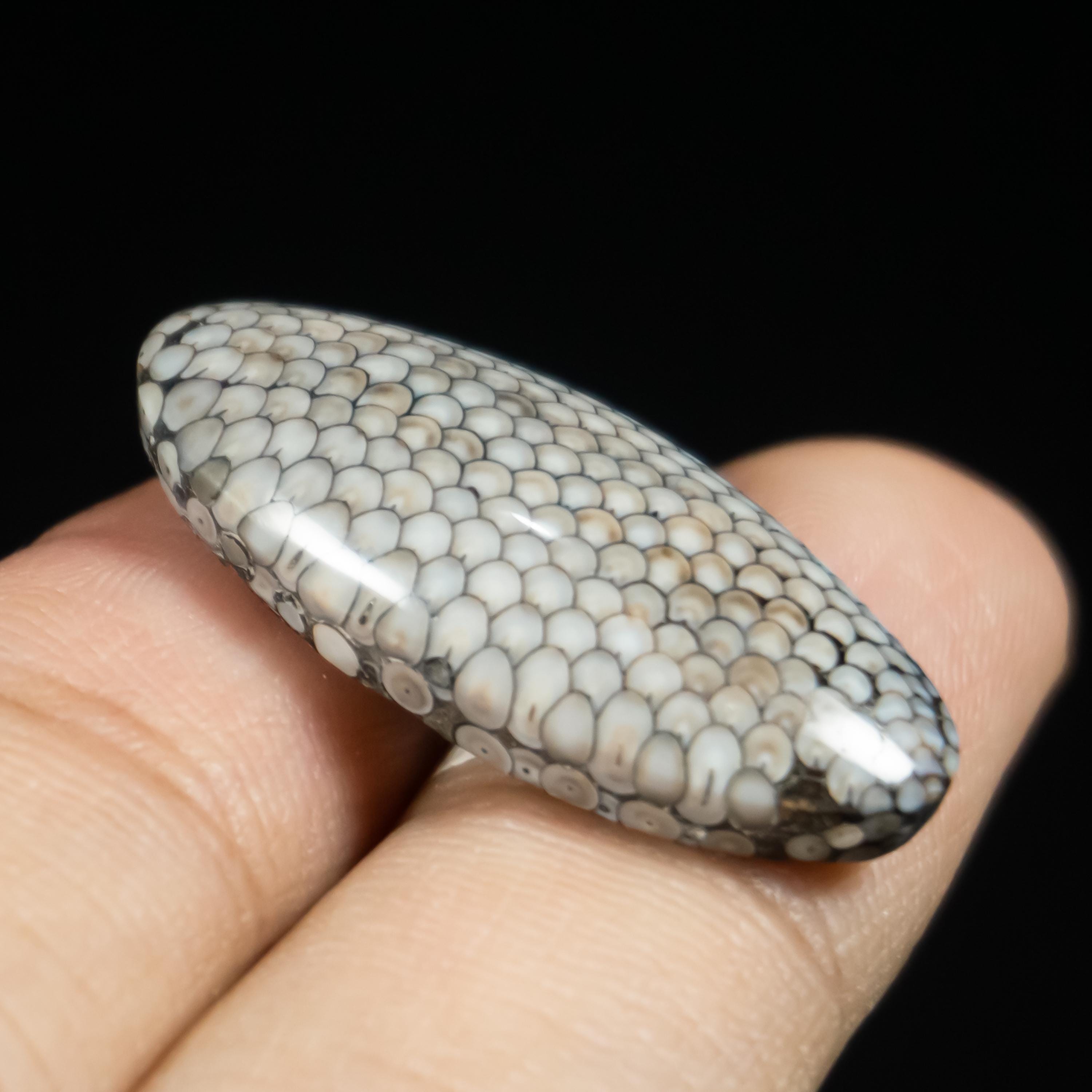 Snake Skin Stone - Wrasse Fish Teeth Fossil - Rare Small Gemstone ...