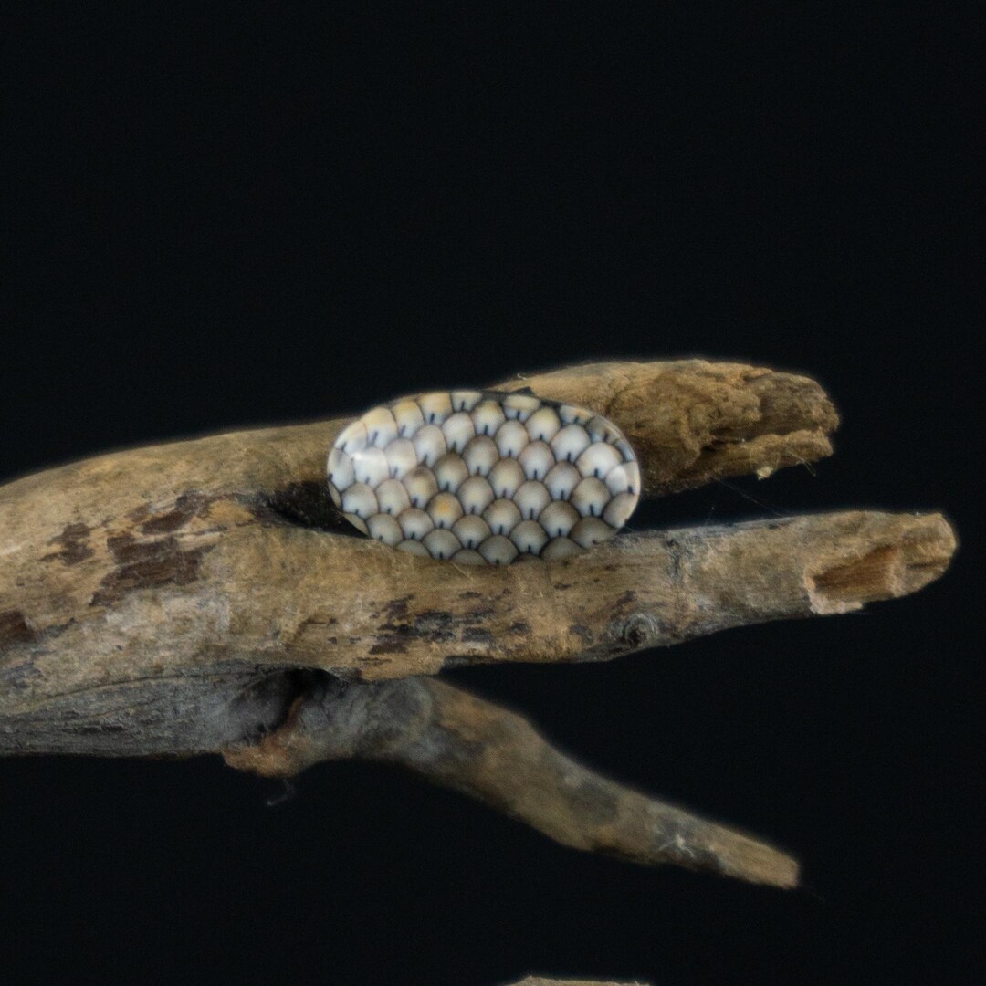 Snake Skin Stone - Wrasse Fossil - Rare Specimen - Ring Size / Small ...