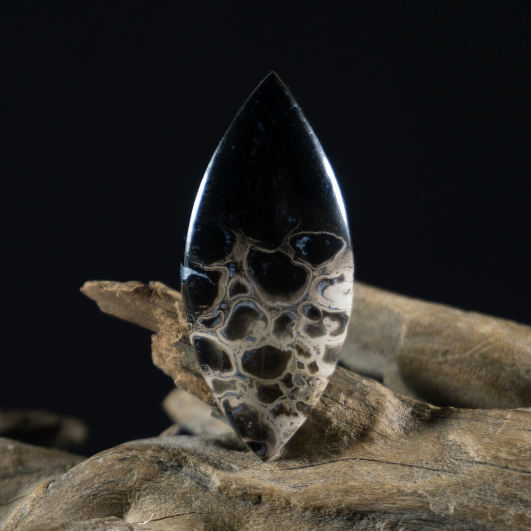 Fossil Palm Root Cabochon - Etsy