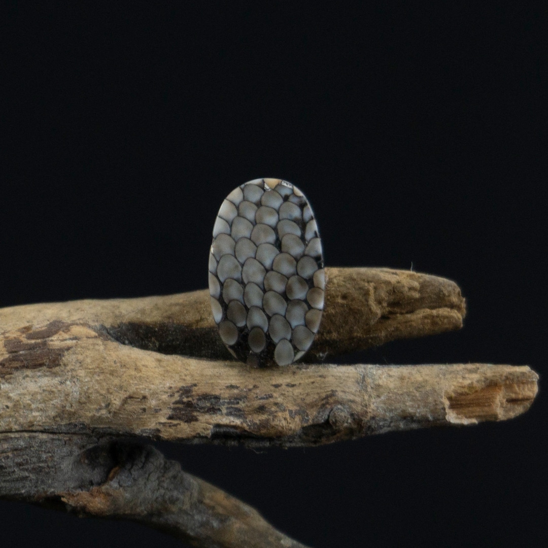 Snake Skin Stone Wrasse Fossil Rare Specimen Ring Size / Small Size - Etsy