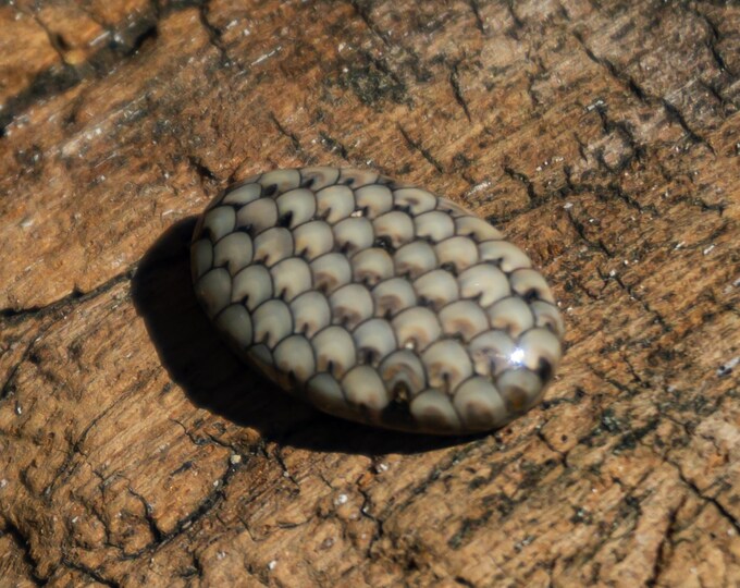 Unique Fossil Gem – Wrasse Fish Teeth Cabochon With Snake Skin Texture ...
