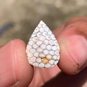 Beautiful Snake Skin Stone Wrasse Fish Teeth Fossil Rare Premium ...