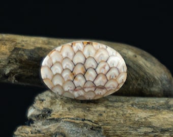 Wrasse Teeth Fossil Cabochon – Natural Snake Skin Pattern Stone for ...