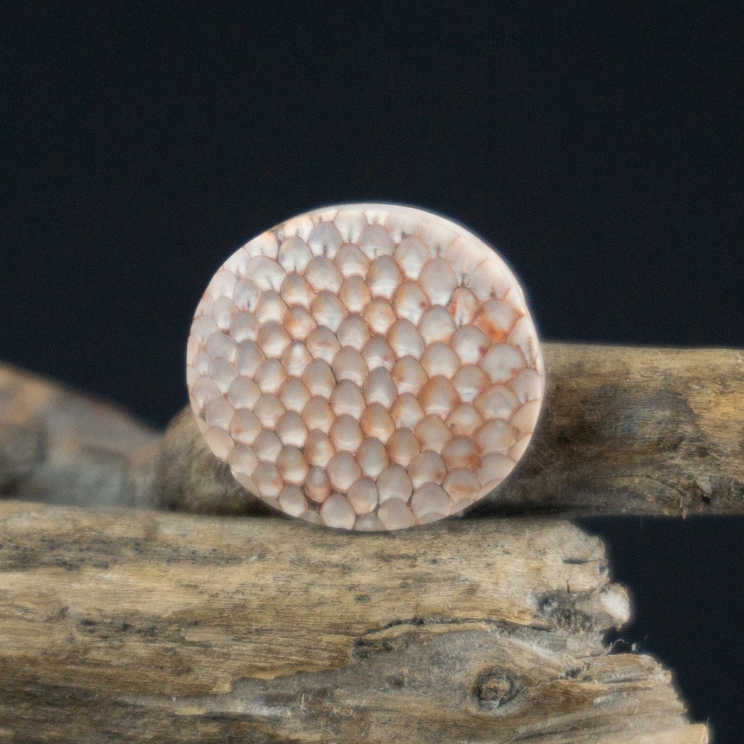 Snake Skin Stone Wrasse Fossil Rare Specimen Ring Size / Small Size - Etsy