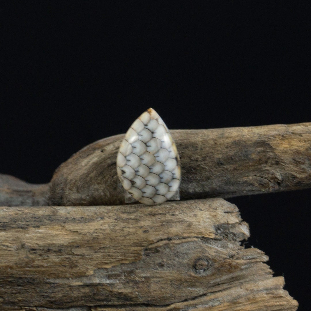 Snake Skin Stone Wrasse Fossil Rare Specimen Ring Size / - Etsy