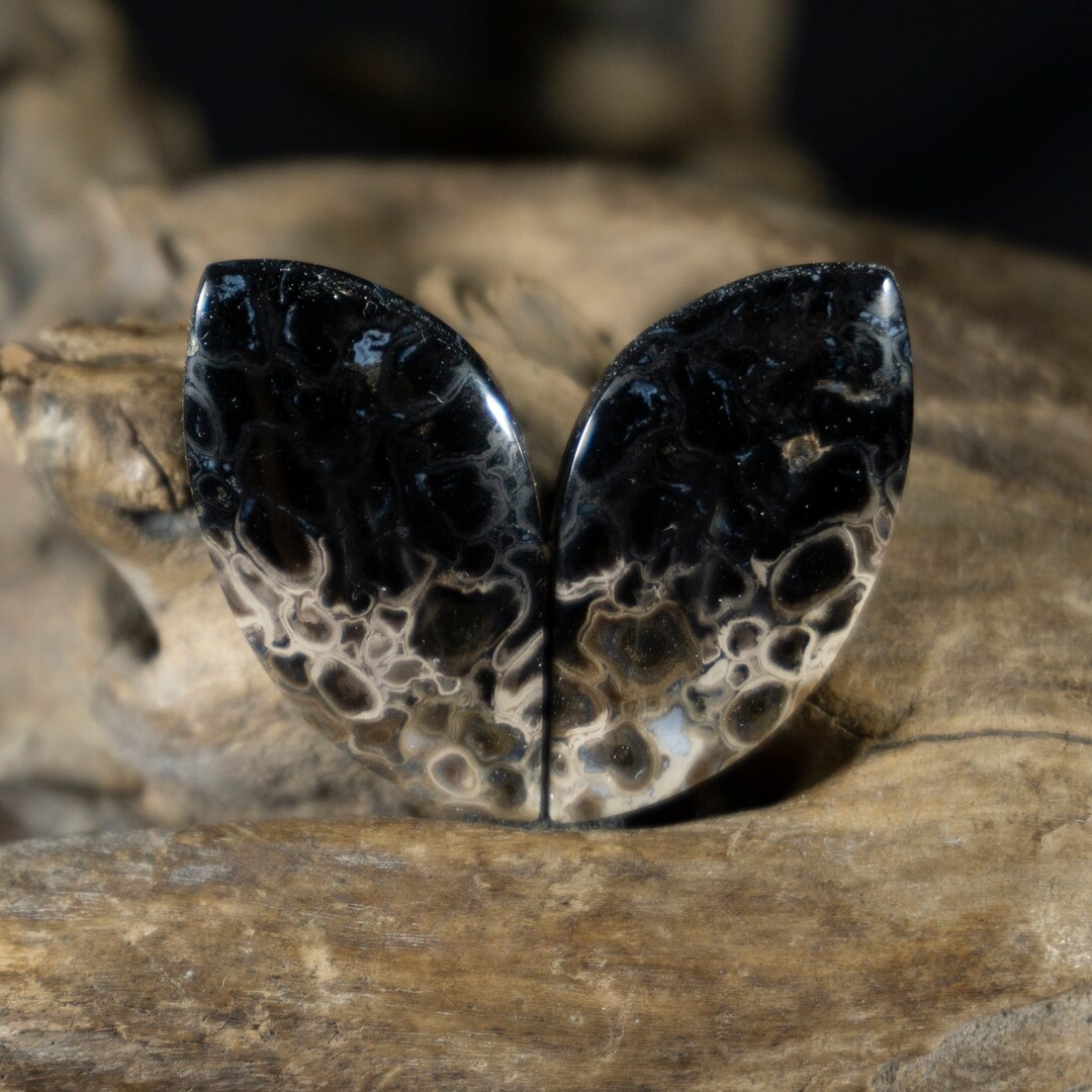 Hand-cut Fossil Palm Root Matched Pair Cabochons - Striking Patterns ...