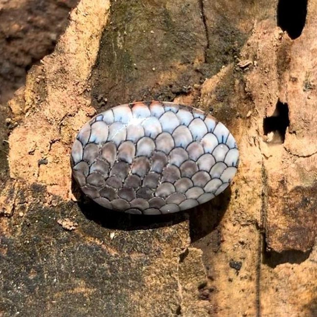 Snake Skin Stone - Wrasse Fish Teeth Fossil - Rare - Unique Small ...