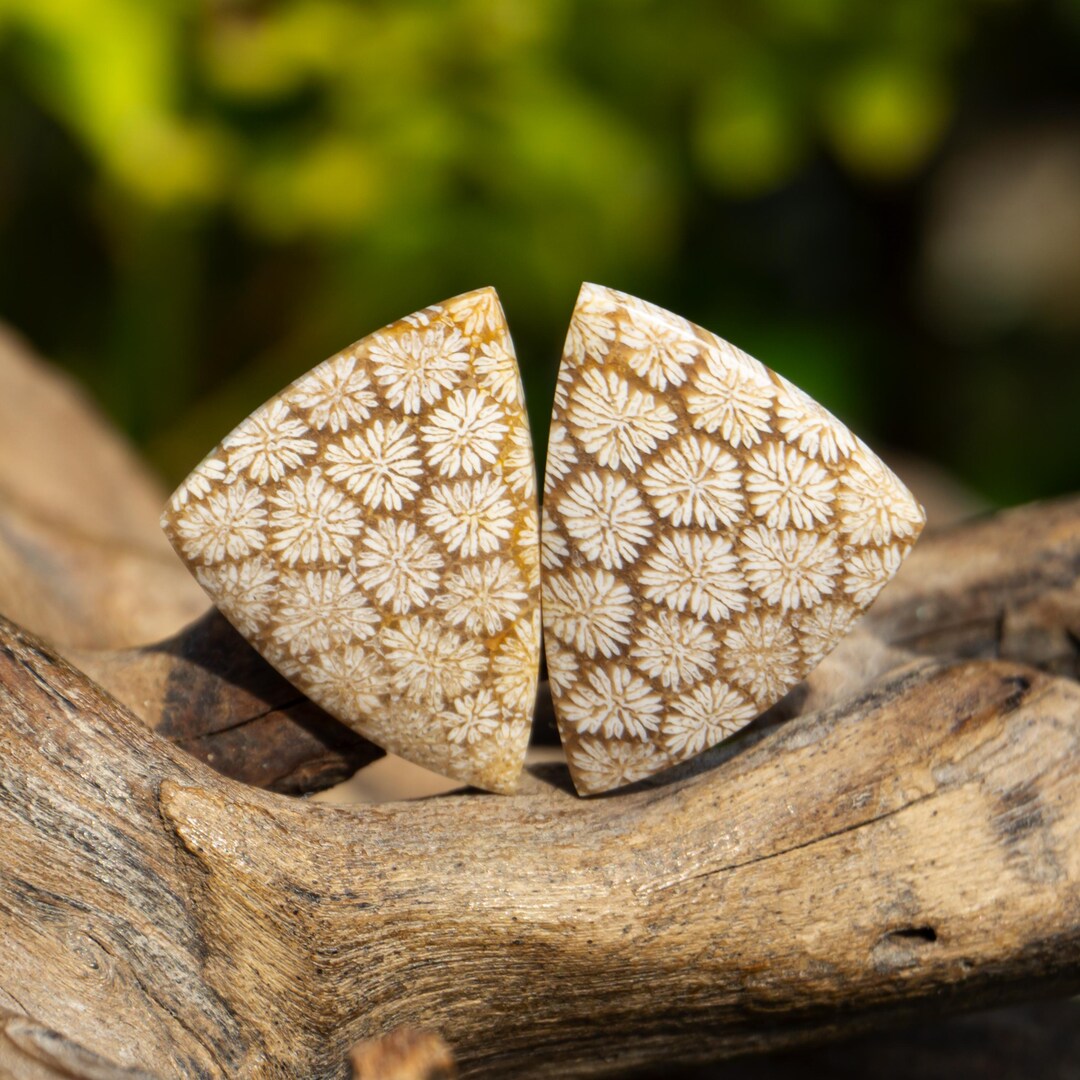 Fossil Coral Shield Cabochon Pair With Aster Flower Pattern – Agatized ...