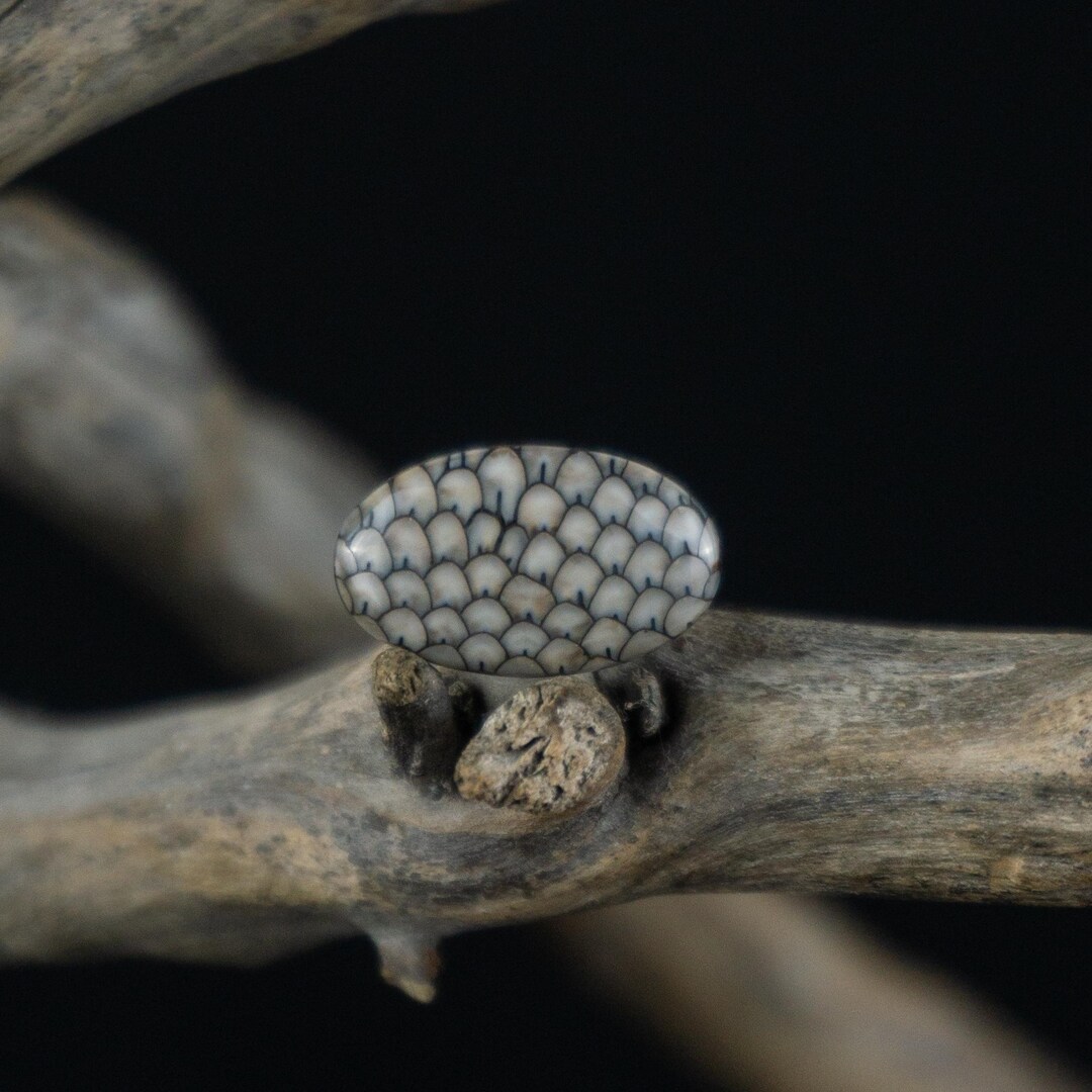 Snake Skin Stone Wrasse Fossil Rare Specimen Ring Size / Small Size - Etsy