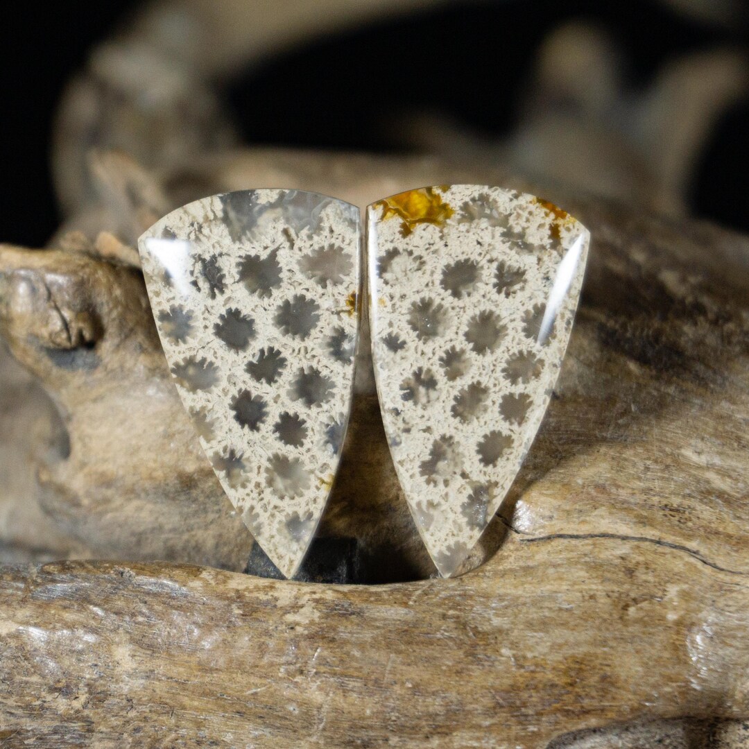 Fossil Coral Shield Shape Matching Pair for Jewelry Designers - Etsy