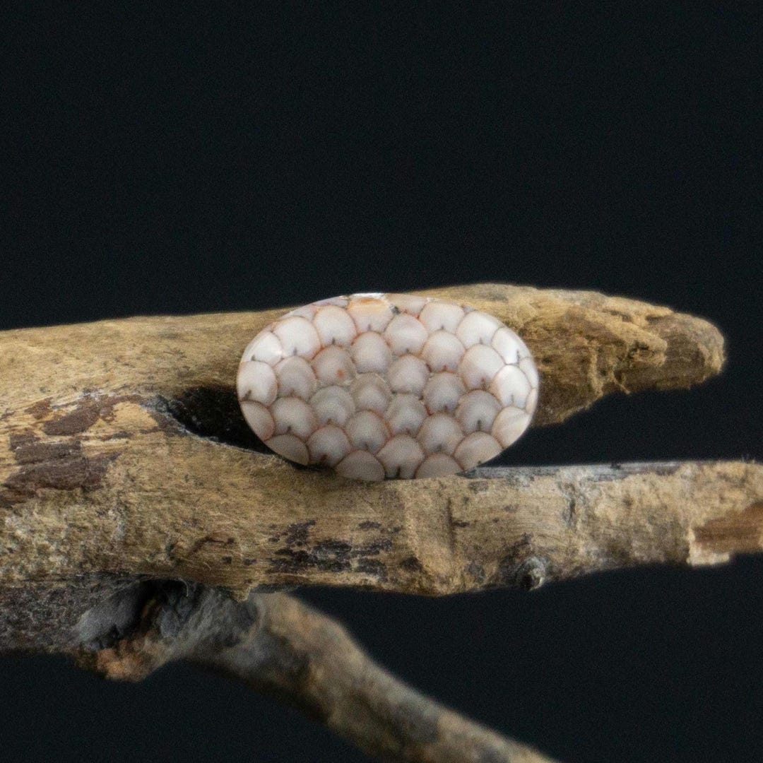 Tiny Treasure - Snake Skin Stone Cabochon - Wrasse Fish Fossil Teeth - Etsy
