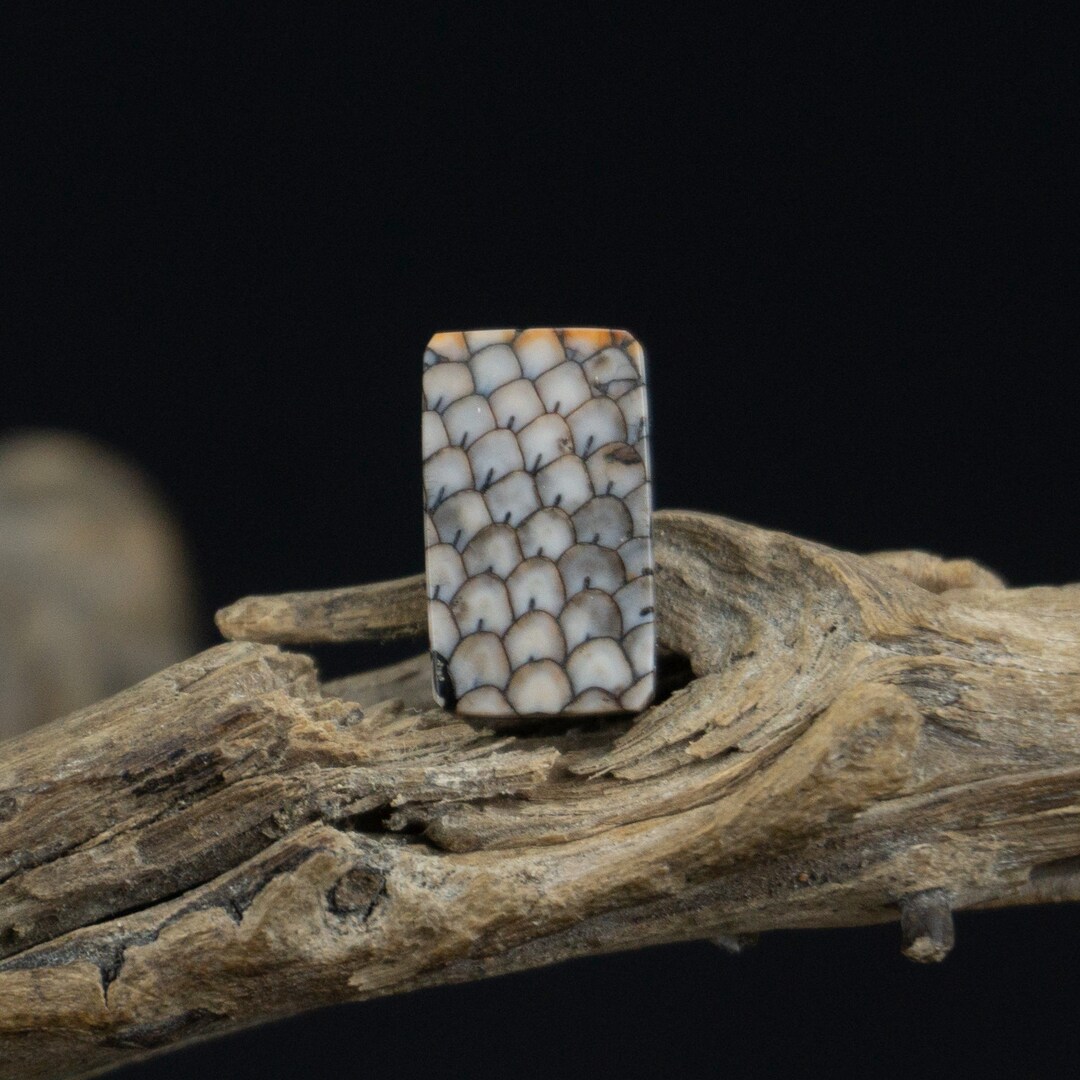 Snake Skin Stone Wrasse Fossil Rare Specimen Ring Size / Small Size - Etsy
