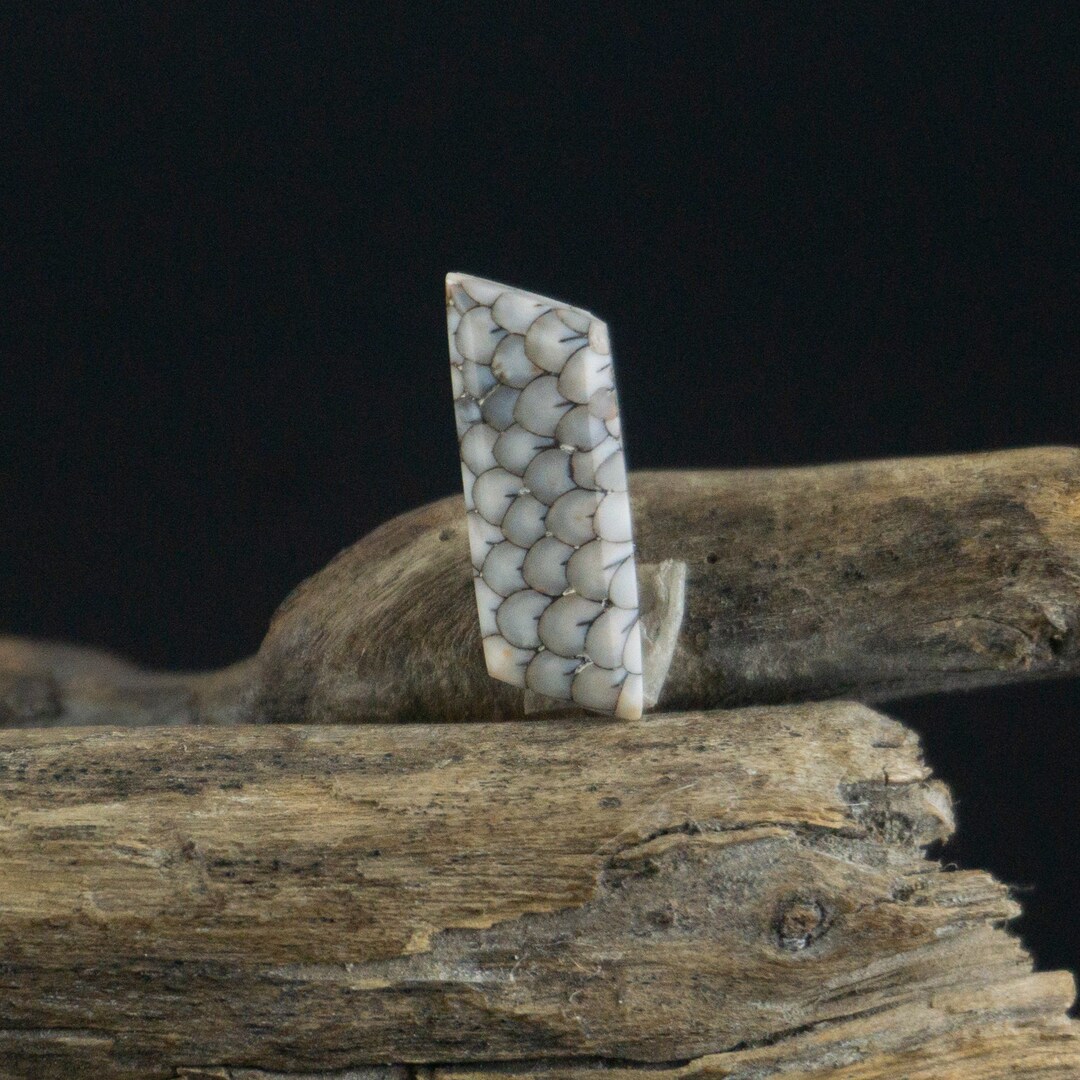 Snake Skin Stone Wrasse Fossil Rare Specimen Ring Size / Small Size - Etsy
