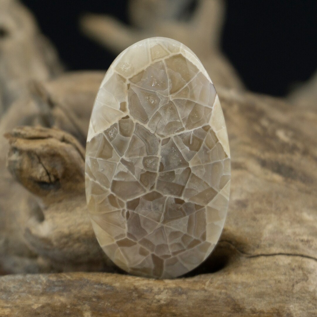 Exquisite Coral Fossil Cabochons Earth Toned Agatized Coral , Lapidary ...