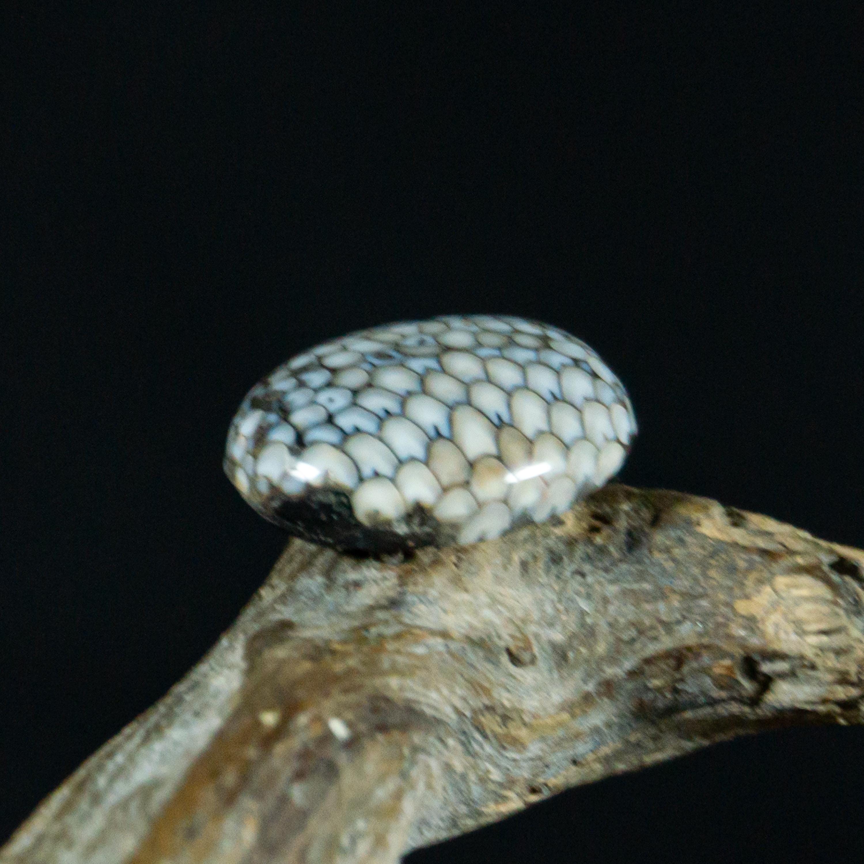 Rare Snake Skin Stone – Oval Fossil Cabochon for Wire Wrapping or ...