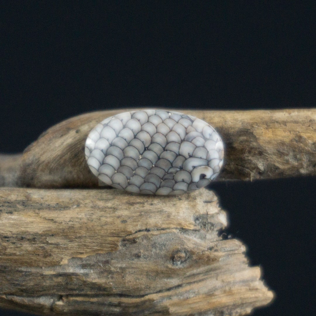 Snake Skin Stone Wrasse Fossil Rare Specimen - Etsy