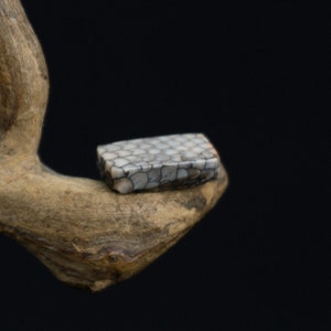 Snake Skin Stone Wrasse Fossil Rare Specimen Ring Size / Small Size - Etsy