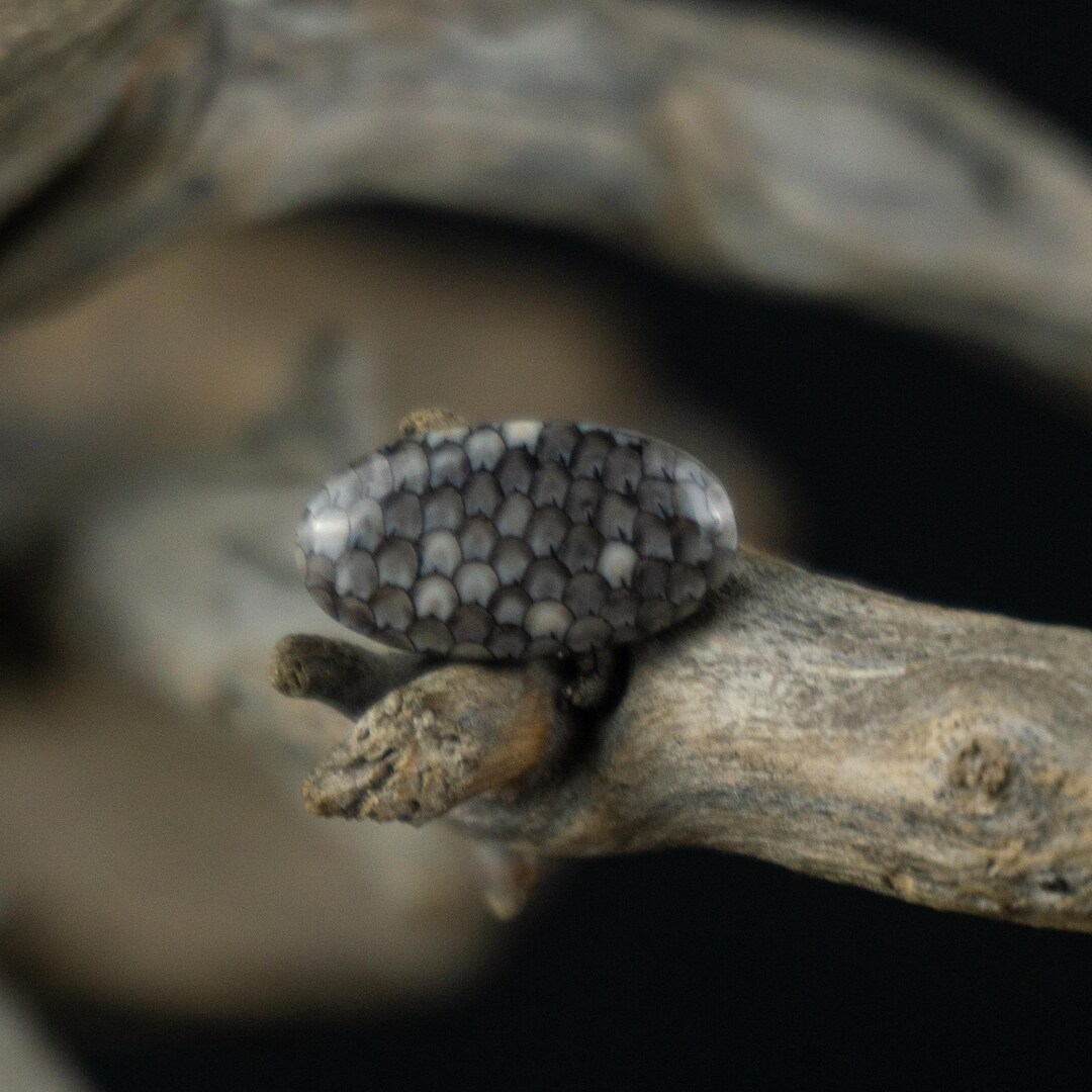 Wrasse Fish Fossil Teeth - High-grade Snake Skin Stone - Rare Small ...