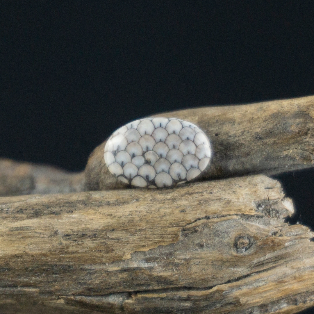 Snake Skin Stone Wrasse Fossil Rare Specimen Sku - Etsy