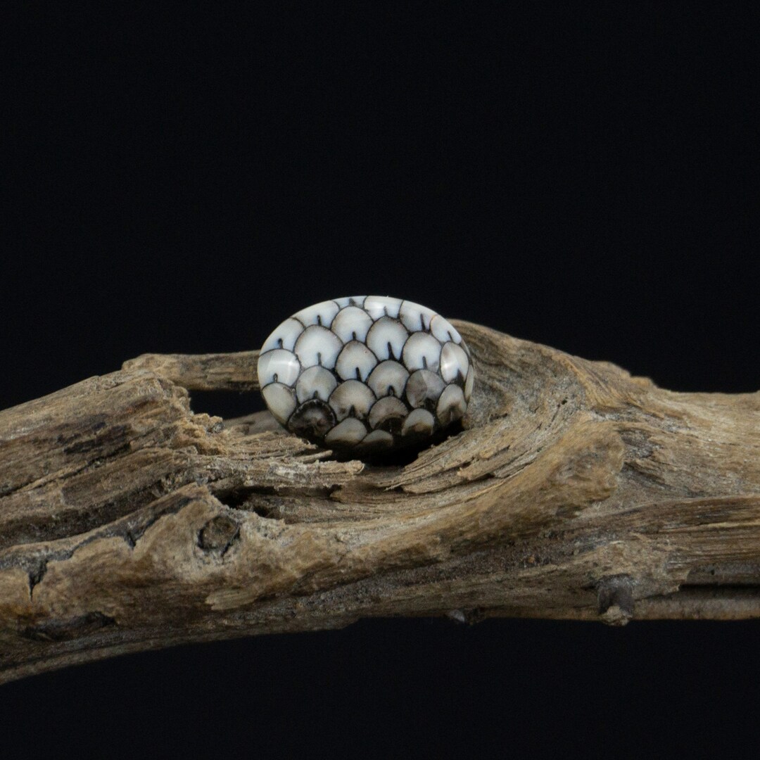 Snake Skin Stone Wrasse Fossil Rare Specimen Ring Size / - Etsy