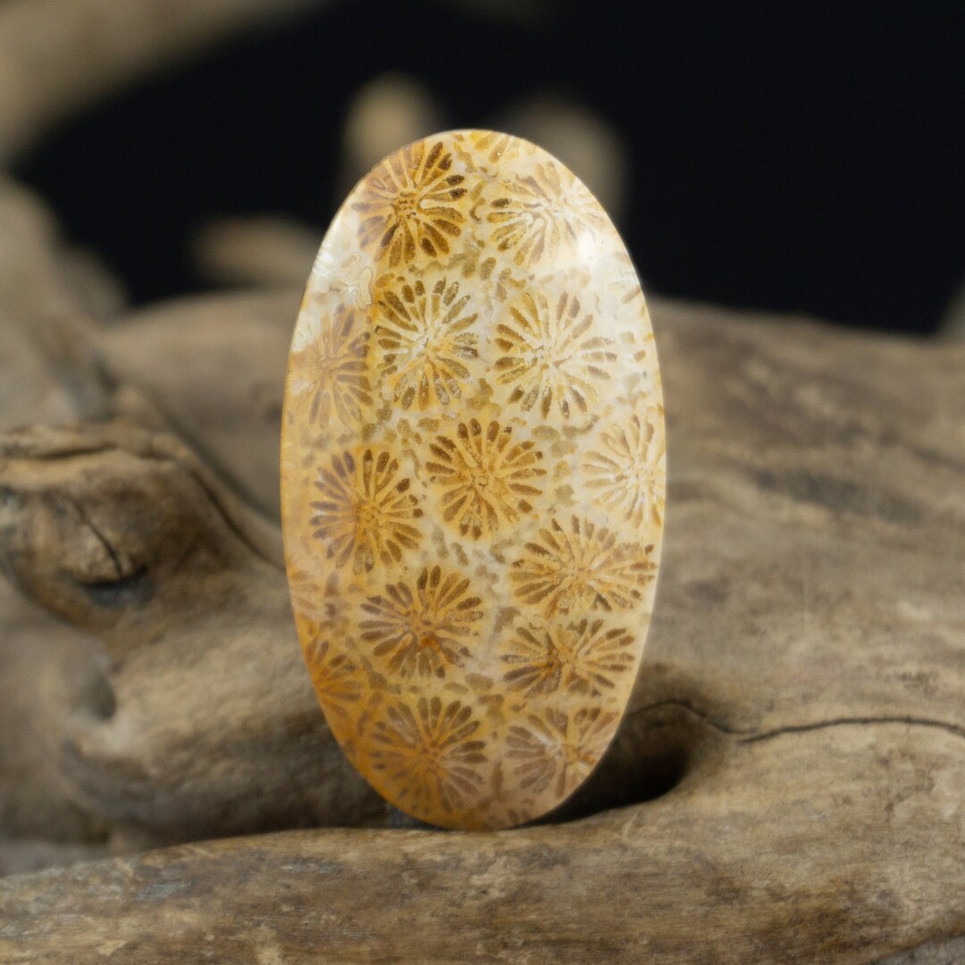 Agatized Coral Fossil Cabochon: Earth-toned Lapidary Stone (37x20x7 Mm ...