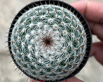 Medium Mammillaria Nejapensis, Silver Arrows Cactus, Live Succulent ...