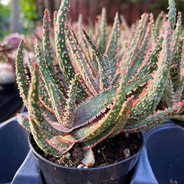 Rare Aloe - Etsy