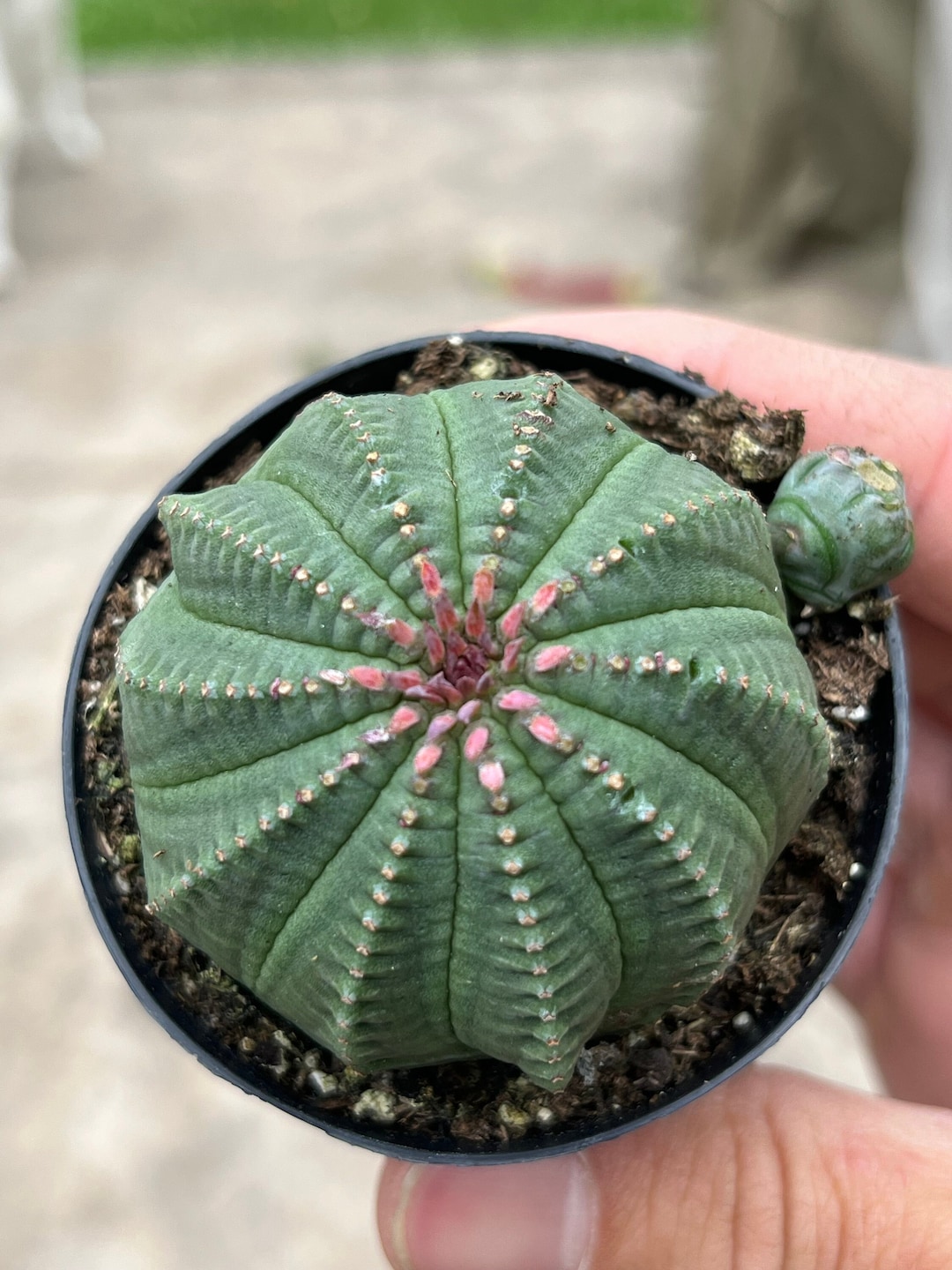 RARE Euphorbia Obesa Hybrid - Live Cactus Plant - Etsy