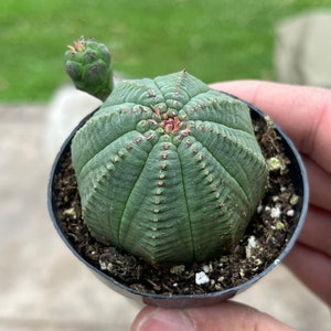 RARE Euphorbia Obesa Hybrid - Live Cactus Plant - Etsy