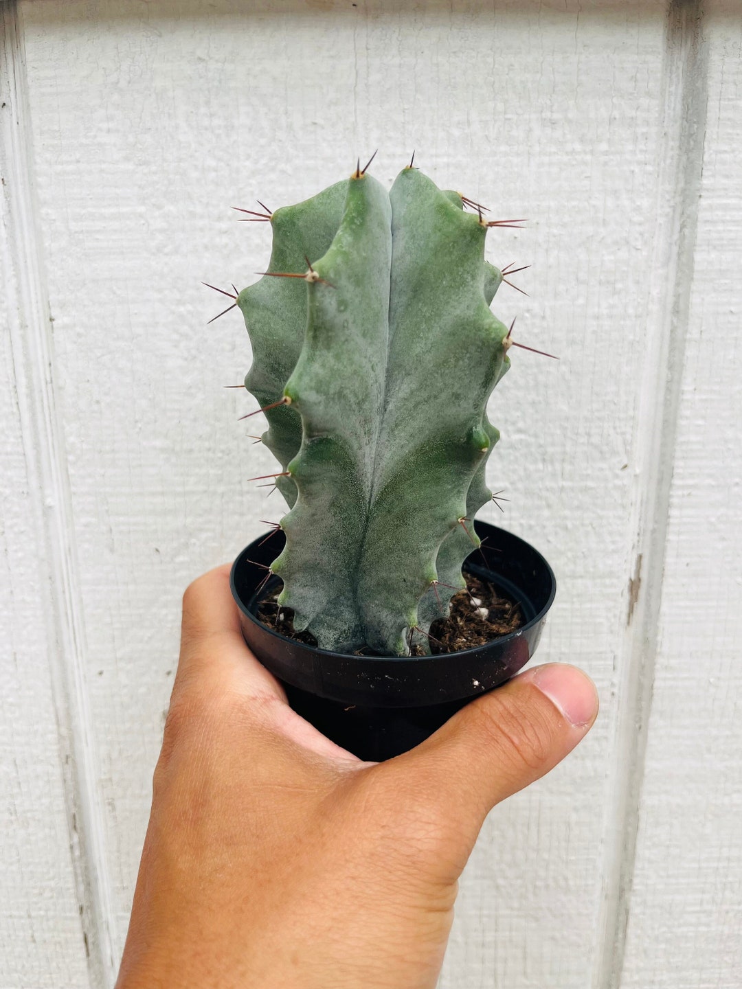 Gray Ghost Organ Live Cactus Plant - Etsy