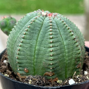 RARE Euphorbia Obesa Hybrid - Live Cactus Plant - Etsy