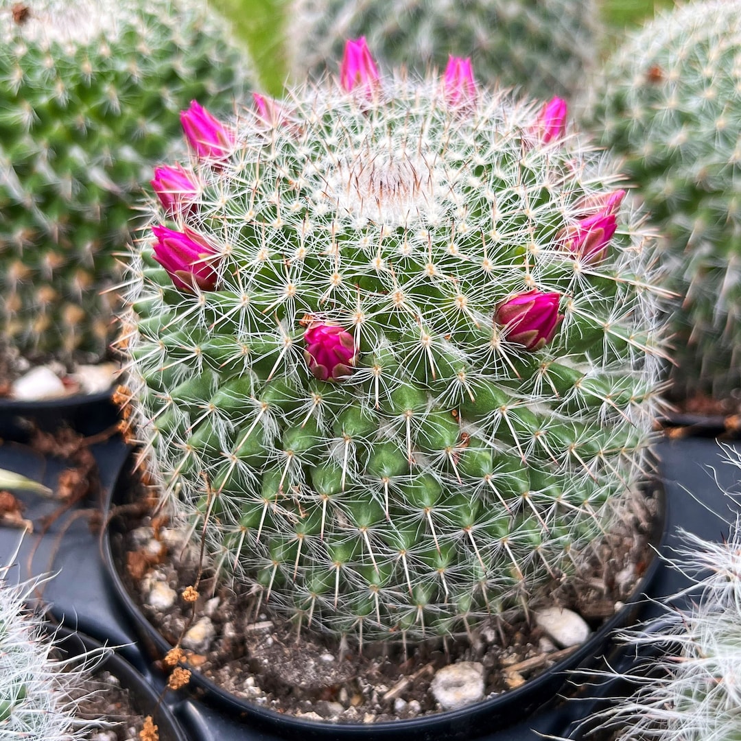Old Lady Live Cactus Plant - Etsy