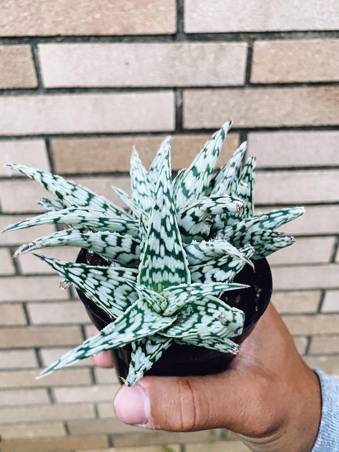 Aloe 'blizzard' Rare Live Succulent Plant - Etsy